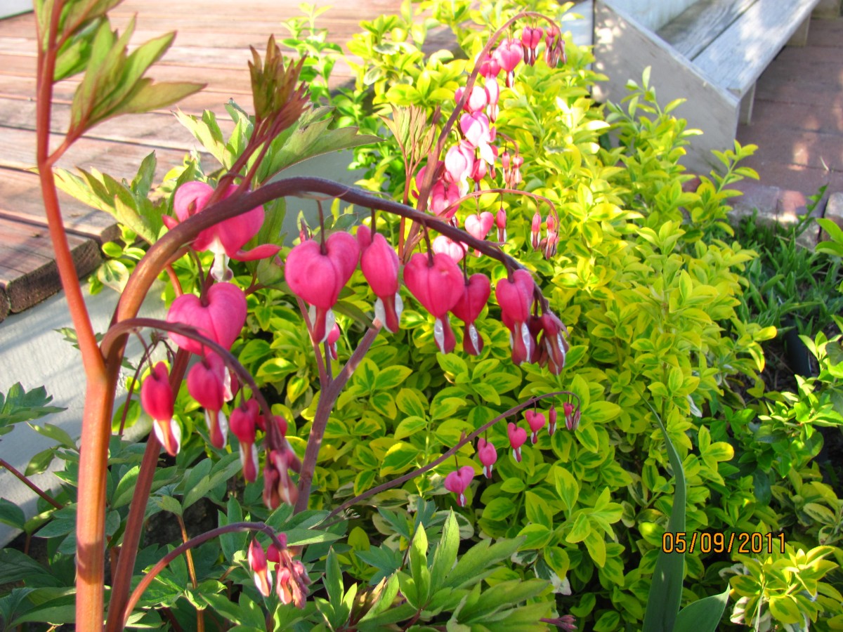 Bleeding Heart Gardenland USA - Improve Your Environment