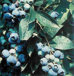Berkeley Blueberry Plants Gardenland USA - Edible Landscaping!