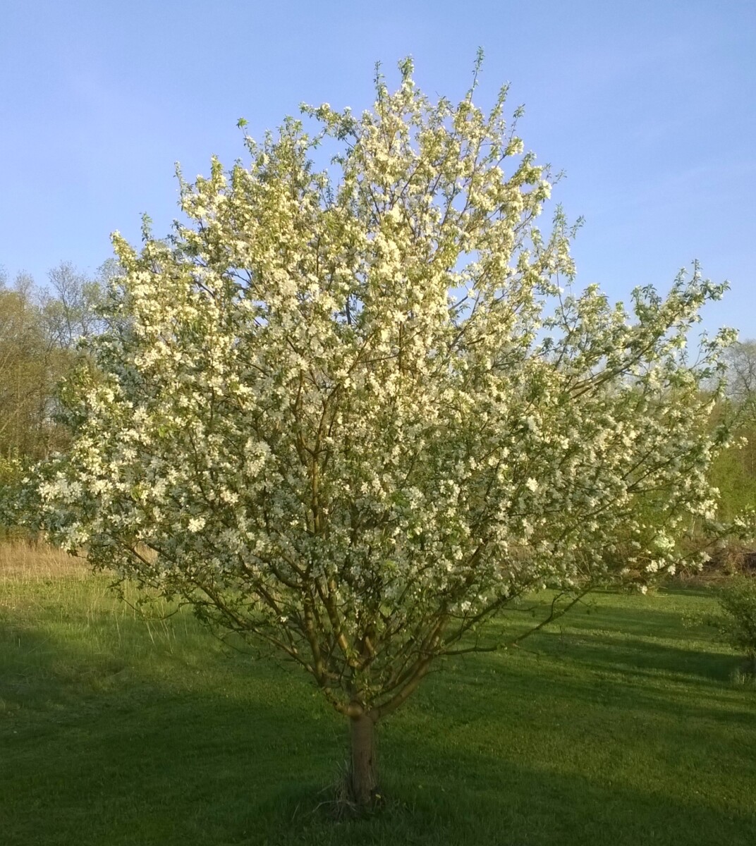 Flowering Crab Snowdrift Gardenland USA - Improve Your Environment!