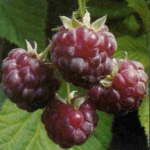 Purple Raspberry Royalty Gardenland USA - Edible Landscaping!