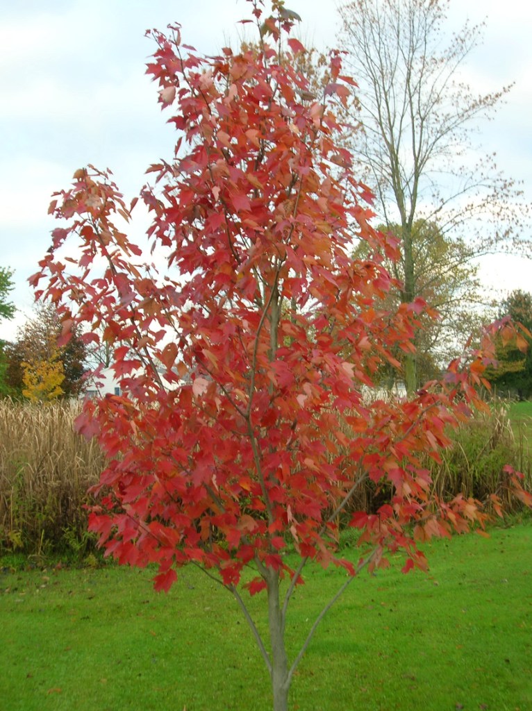 Red Maple Tree Gardenland USA - Improve Your Environment!