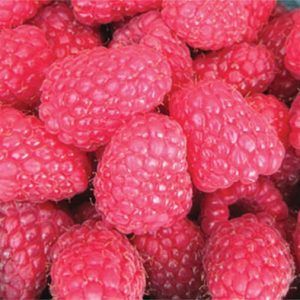 Red Raspberry Latham Gardenland USA - Edible Landscaping!