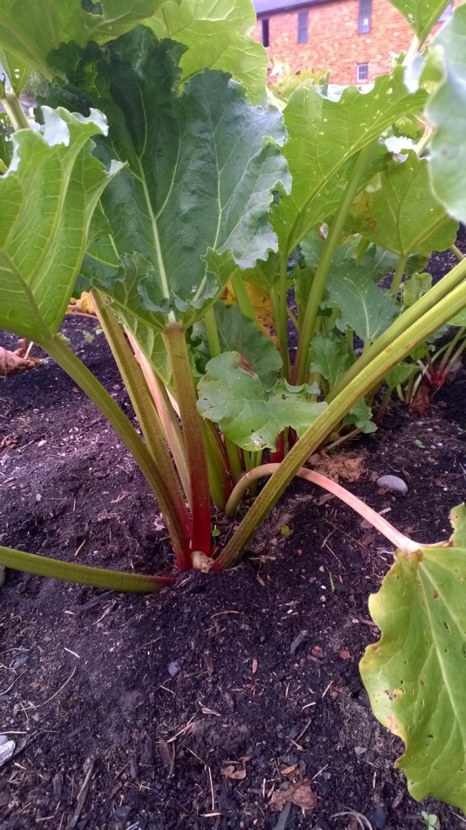 Rhubarb Victoria Gardenland USA - Edible Landscaping!