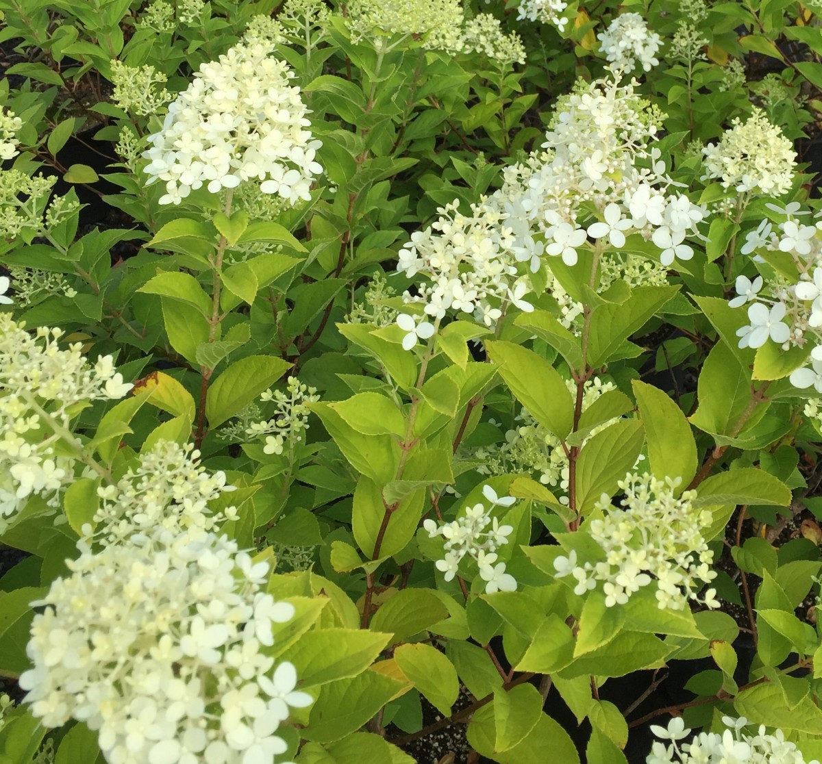 Hydrangea PG Gardenland USA - Improve Your Environment