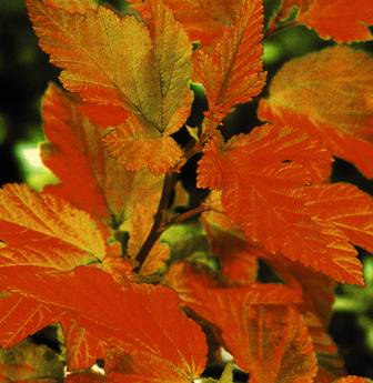 Ninebark Red Gardenland USA - Improve Your Environment