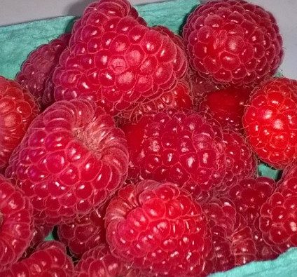 Red Raspberry Boyne Gardenland USA - Edible Landscaping!