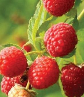Raspberry Heritage Plants Gardenland USA - Edible Landscaping!