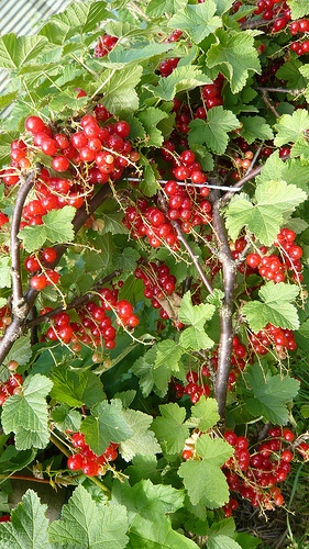 Currant Red Lake Gardenland USA - Edible Landscaping!